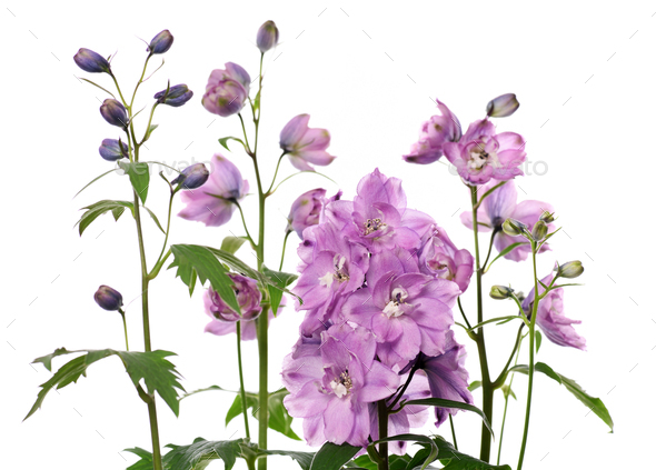 purple delphinium flowers Stock Photo by annakhomulo | PhotoDune