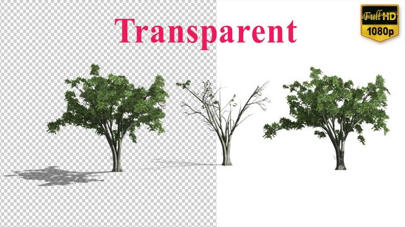 Realistic Tree Animation, After Effects Project Files | VideoHive