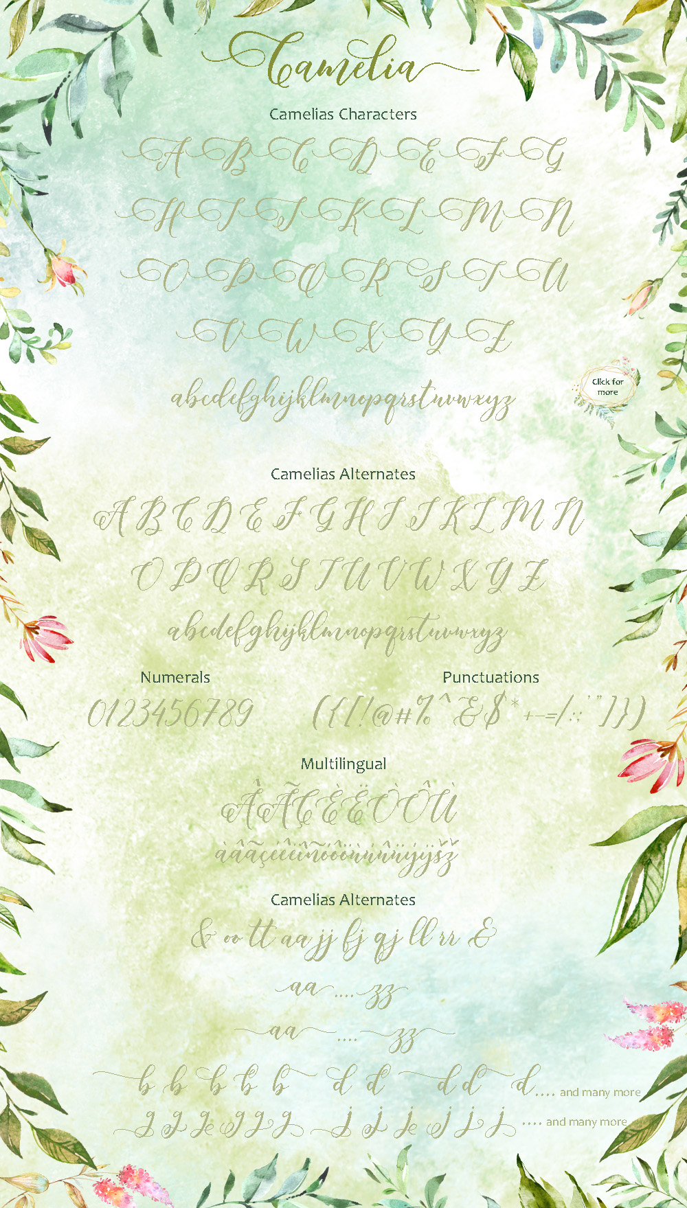 Camelia Script, Fonts | GraphicRiver