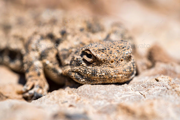 Close portrait of Phrynocephalus helioscopus agama in nature Stock ...