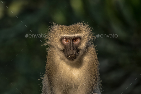 Close-up of a vervet monkey looking towards the camera Stock Photo by ...