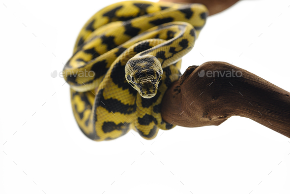 The carpet tree python isolated on white background Stock Photo by ...