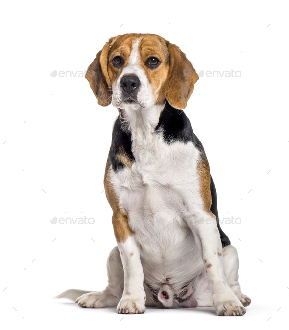 Beagle dog sitting against white background Stock Photo by Lifeonwhite