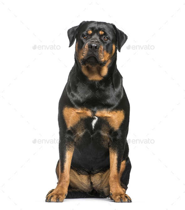 Rottweiler, 1 year old, sitting in front of white background Stock ...