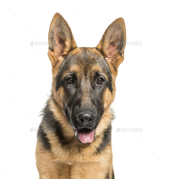German Shepherd in front of white background Stock Photo by Lifeonwhite