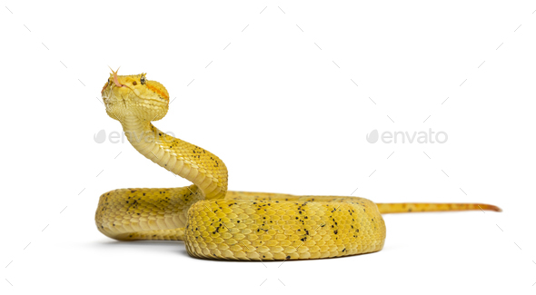 The eyelash viper, is a venomous pit viper looking at camera against ...