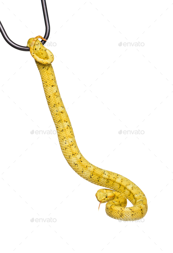 The eyelash viper, is a venomous pit viper looking at camera against ...