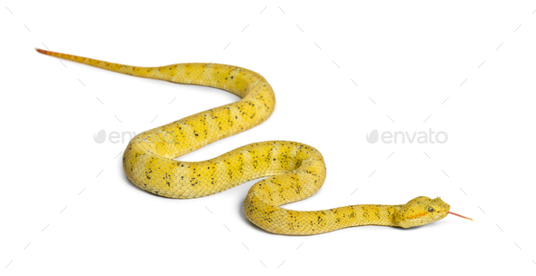 The eyelash viper, is a venomous pit viper looking at camera against ...