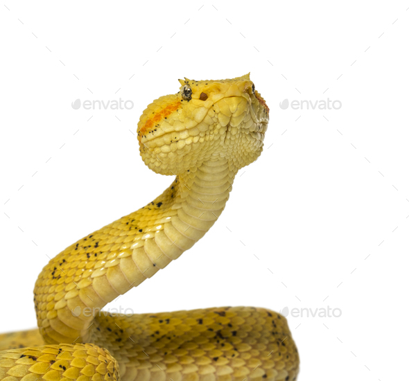 The eyelash viper, is a venomous pit viper looking at camera against ...