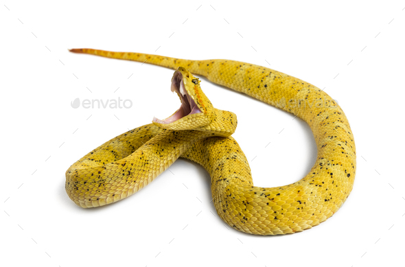 The eyelash viper, is a venomous pit viper looking at camera against ...