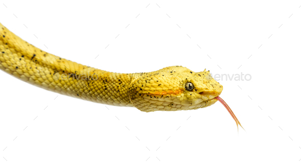 The eyelash viper, is a venomous pit viper looking at camera against ...