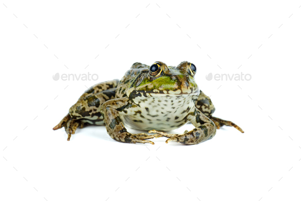 Common green frog isolated on white background Stock Photo by digitalr