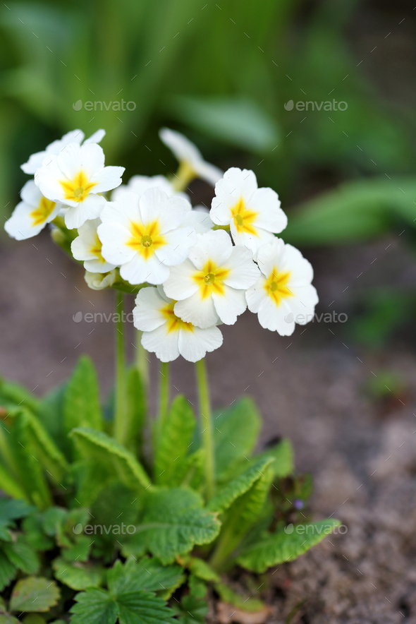 Spring flowers of Primula juliae (Julias Primrose) or white prim Stock ...