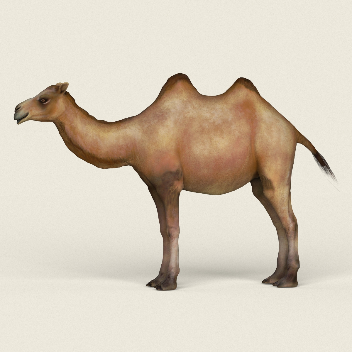 Low poly Realistic Camel by cghriggs | 3DOcean
