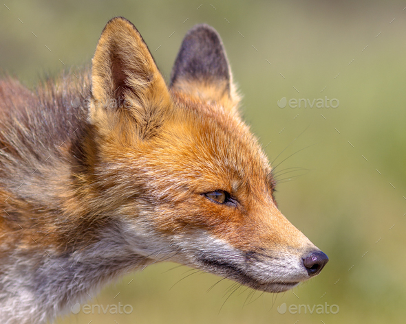 Red Fox Alert portrait Stock Photo by CreativeNature_nl | PhotoDune