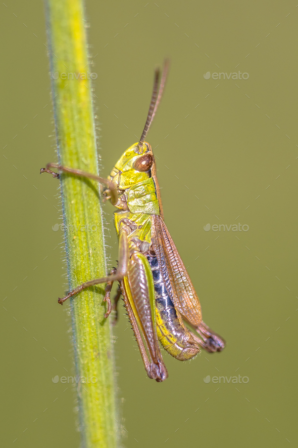water meadow grasshopper Stock Photo by CreativeNature_nl | PhotoDune