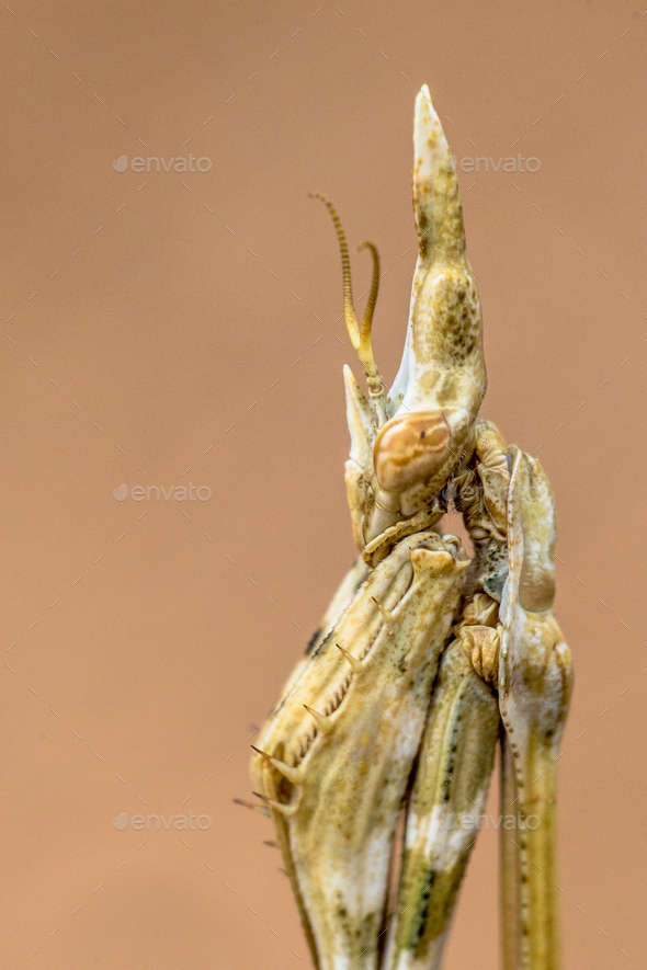 Portrait of Conehead praying mantis Stock Photo by CreativeNature_nl