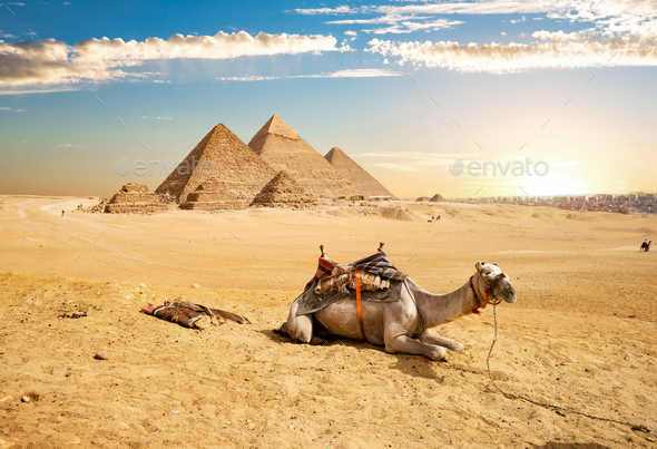 Camel and Pyramids Stock Photo by Givaga | PhotoDune