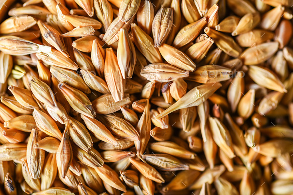Natural barley grains for background Stock Photo by Yakov_Oskanov ...