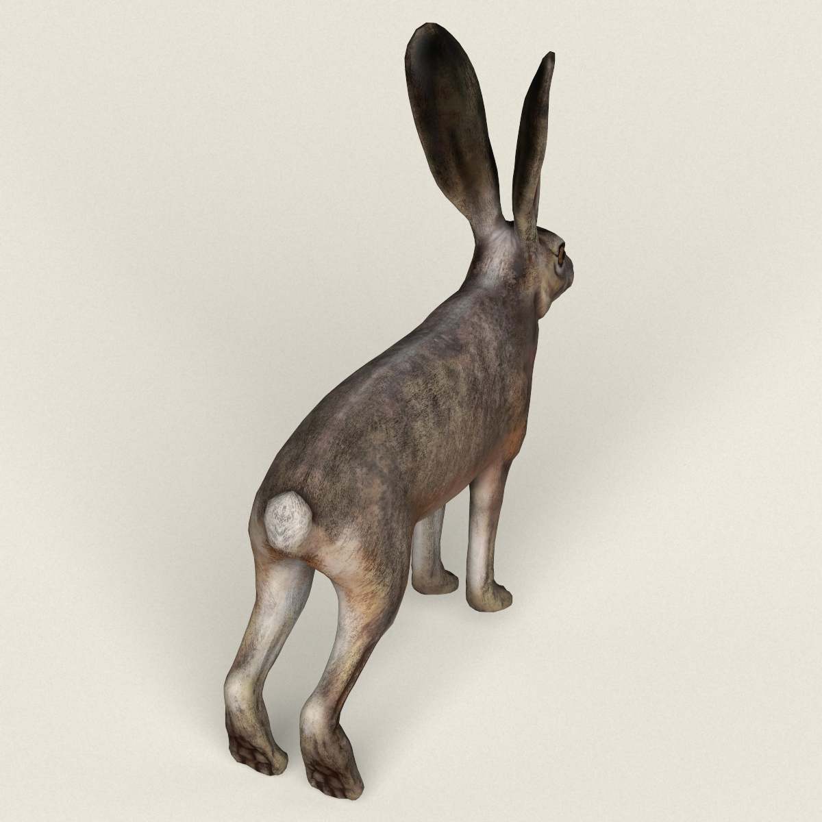 Low poly Realistic Rabbit by cghriggs | 3DOcean
