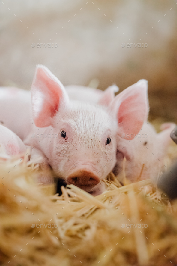 young piglet in agricultural livestock farm Stock Photo by Macro_Media
