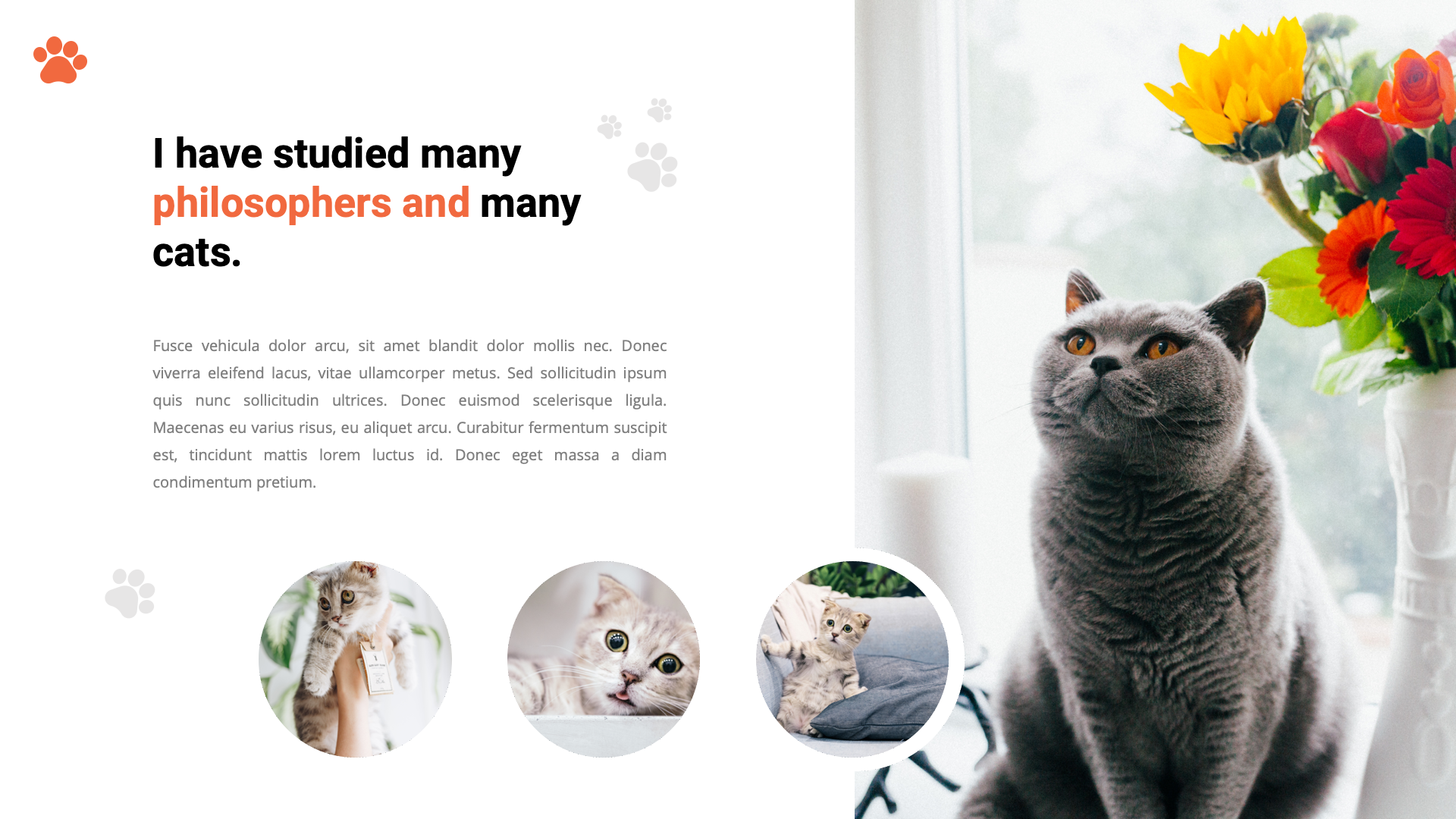 Kitty - Cat Animal Google Slides Template, Presentation Templates ...