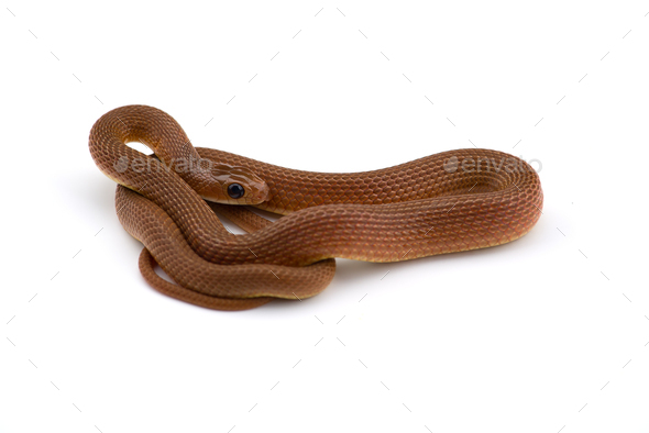 The rufous beaked snake isolated on white background Stock Photo by ...