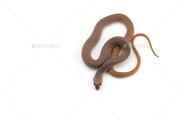 The rufous beaked snake isolated on white background Stock Photo by ...