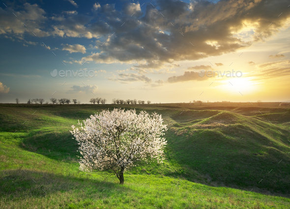 Spring tree Stock Photo by rozum | PhotoDune