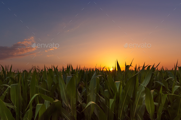 Corn field at sunset Stock Photo by stevanovicigor | PhotoDune