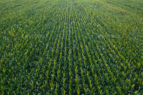 Aerial view of green corn crops field Stock Photo by stevanovicigor