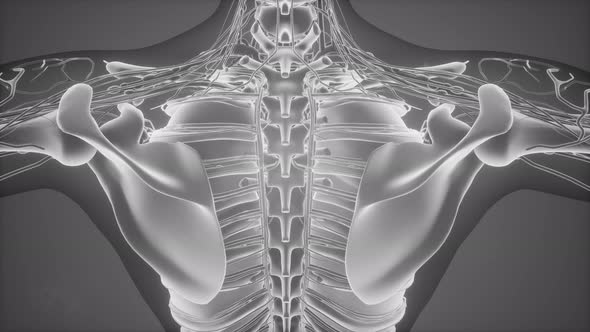 Anatomy Tomography Scan of Human Body, Motion Graphics | VideoHive