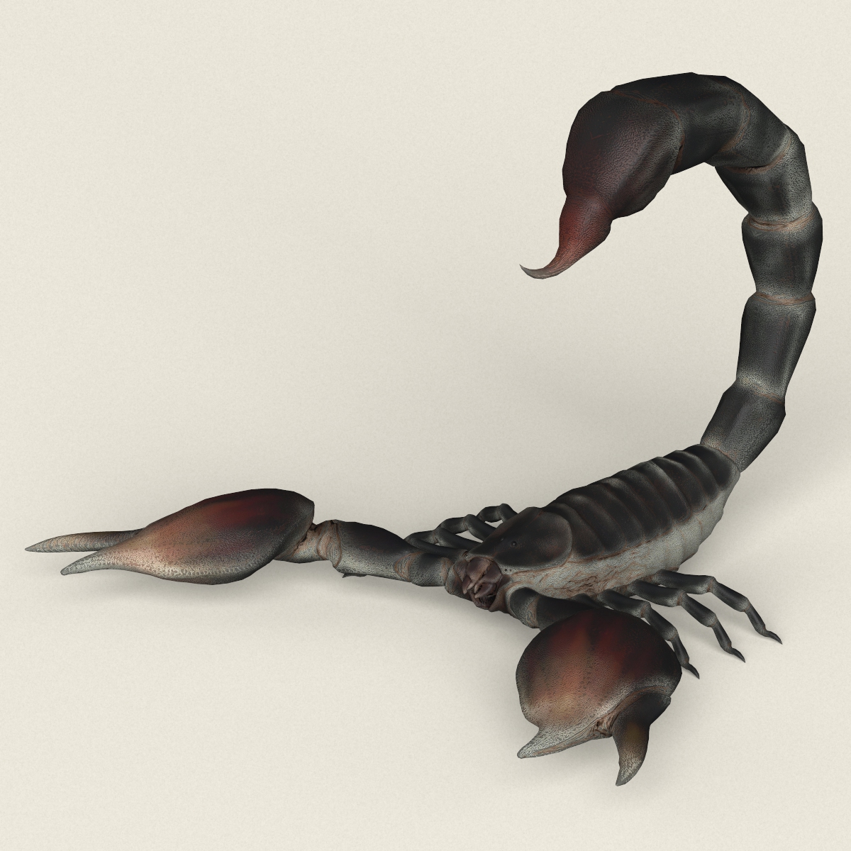 Low poly Realistic Scorpion by cghriggs | 3DOcean
