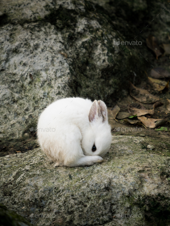 White cute little rabbit Stock Photo by chat9780 | PhotoDune