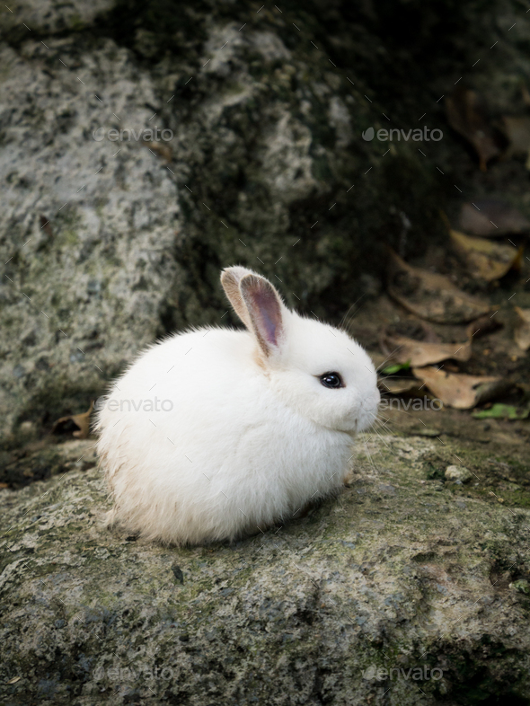White cute little rabbit Stock Photo by chat9780 | PhotoDune
