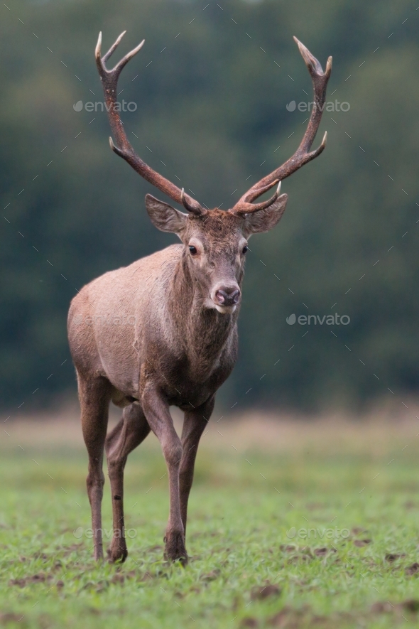 Red deer stag walking forward on the grass from front view in autumn ...