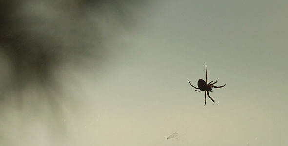 Crawling Spider, Stock Footage | VideoHive