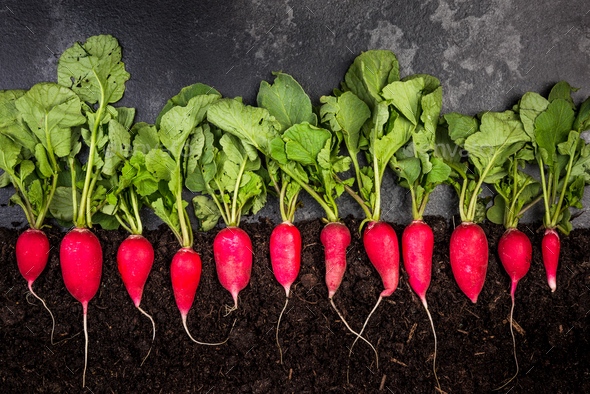 Radish Growing in Soil, Creative Gardening Concept Stock Photo by merc67