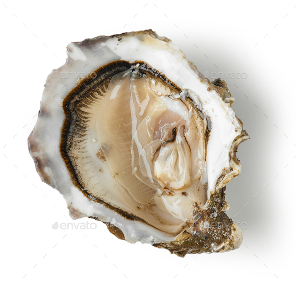 fresh oyster on white background Stock Photo by magone | PhotoDune