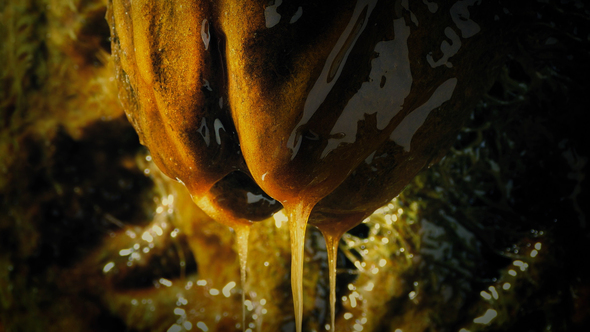 Slimy Alien Egg Pod Dripping In Nest, Stock Footage | VideoHive