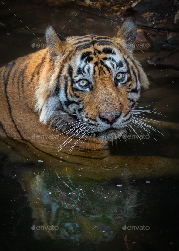 Tiger with reflection in water Stock Photo by saroshlodhi | PhotoDune