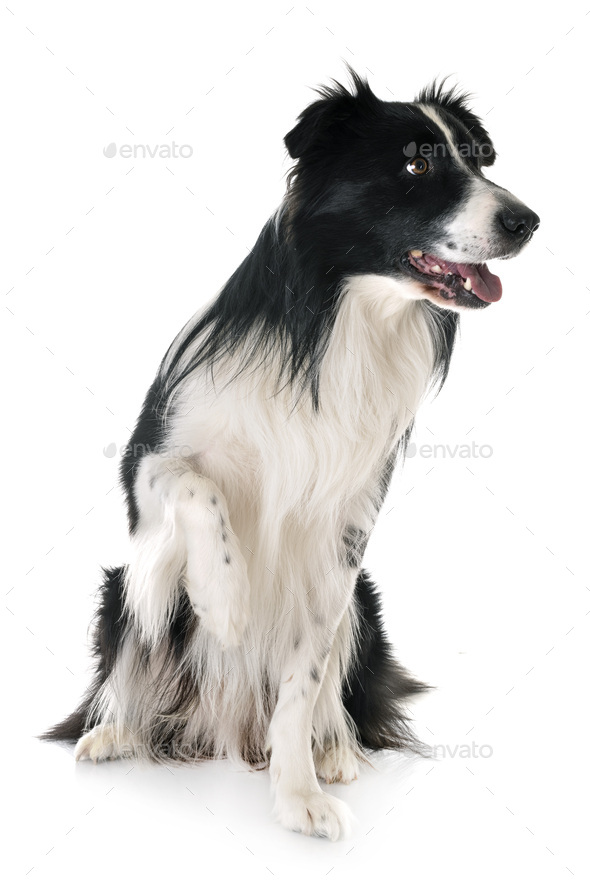 adult border collie Stock Photo by cynoclub | PhotoDune