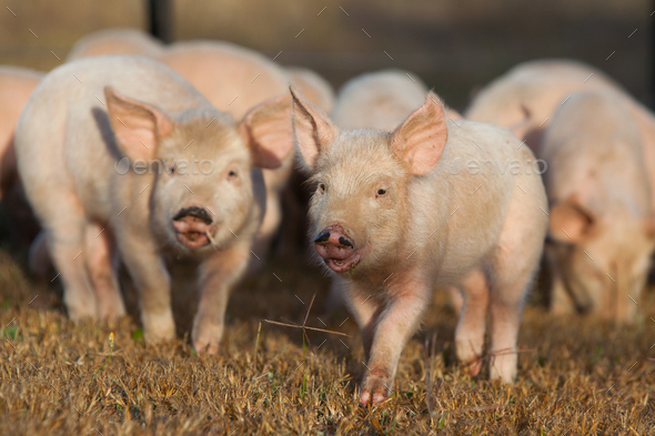 Piglets Running Stock Photo by FiledIMAGE | PhotoDune