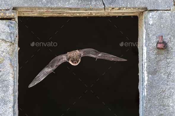 Natterers bat flying through window Stock Photo by CreativeNature_nl