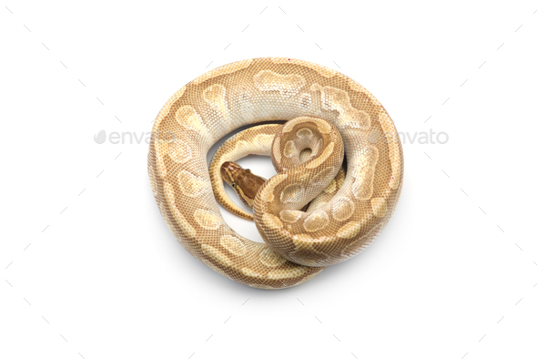 The royal python isolated on white background Stock Photo by PetlinDmitry