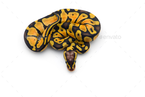 The royal python isolated on white background Stock Photo by PetlinDmitry