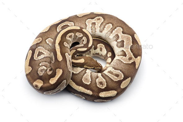 The royal python isolated on white background Stock Photo by PetlinDmitry