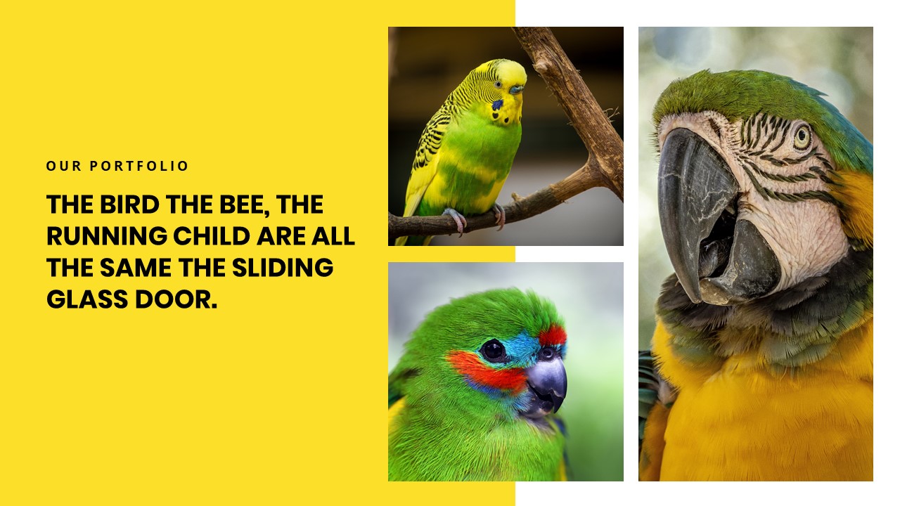 Berd - Animal and Pets Powerpoint Presentation Templates, Presentation ...