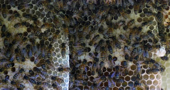 |European Honey Bee, apis mellifera, Bees on a wild Ray, Bees working ...