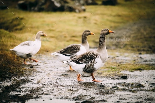 The Faroese goose crossing a dirt path Stock Photo by andrisbarbans